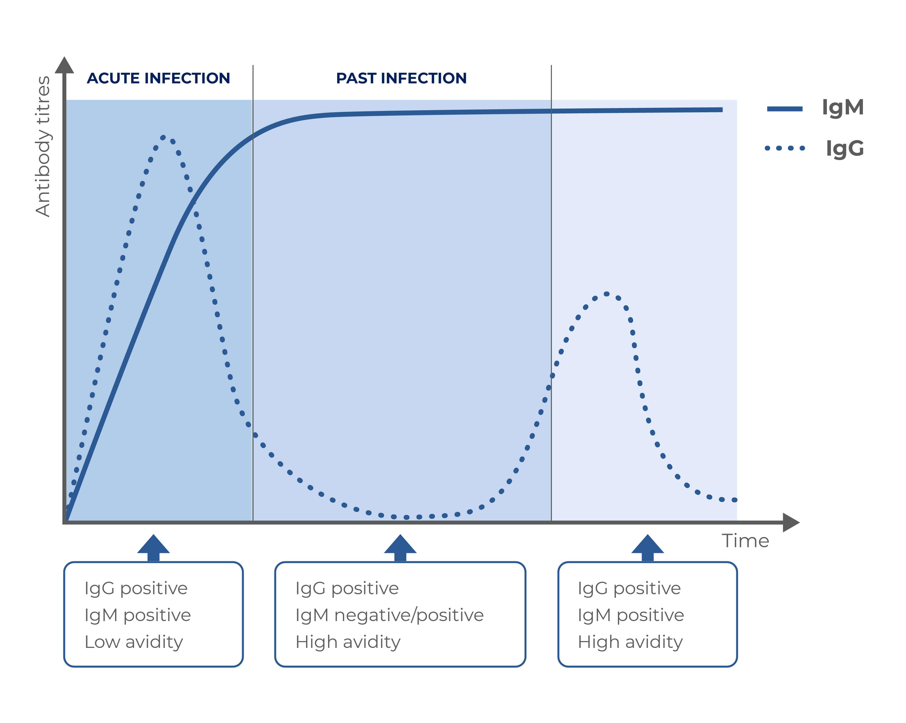 Cytomegalovirus Diagnostics | Immunodiagnostics | Diasorin